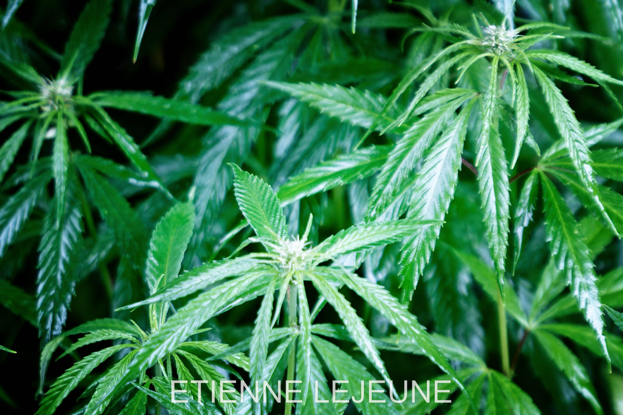 Sens interdit sans faire exprès : Quels risques ? - Etienne Lejeune ...