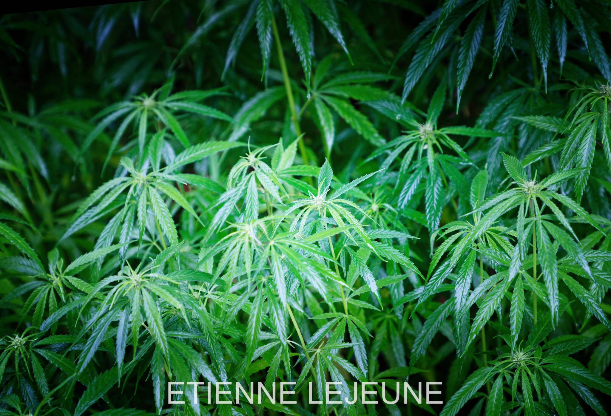 Rodéo urbain : le guide ultime ! - Etienne Lejeune Avocat droit routier